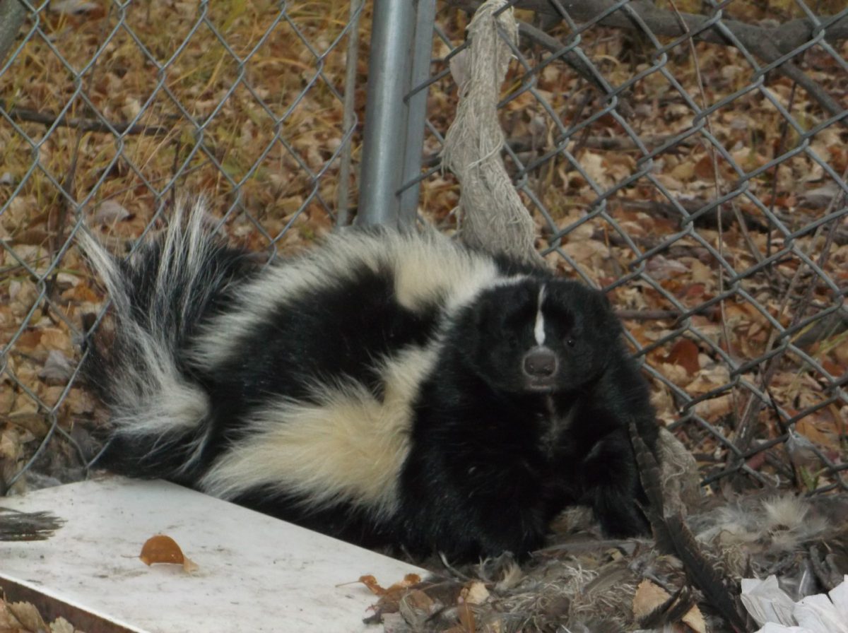 Gallery - Runyan's Animal Nuisance and Bat Control - Bismarck, North Dakota